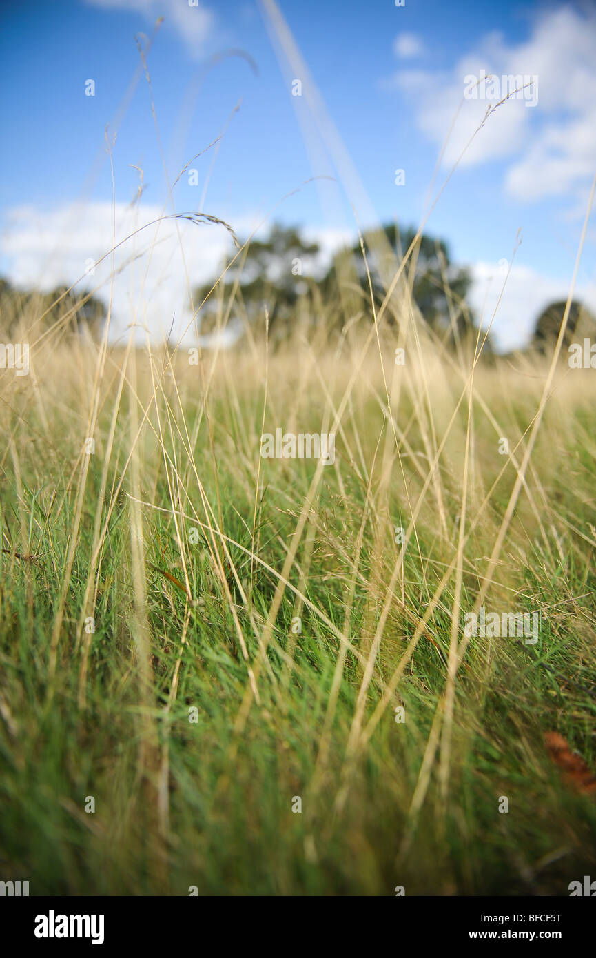 Long grass during the summer, in Richmond Park, with a blue sky in ...