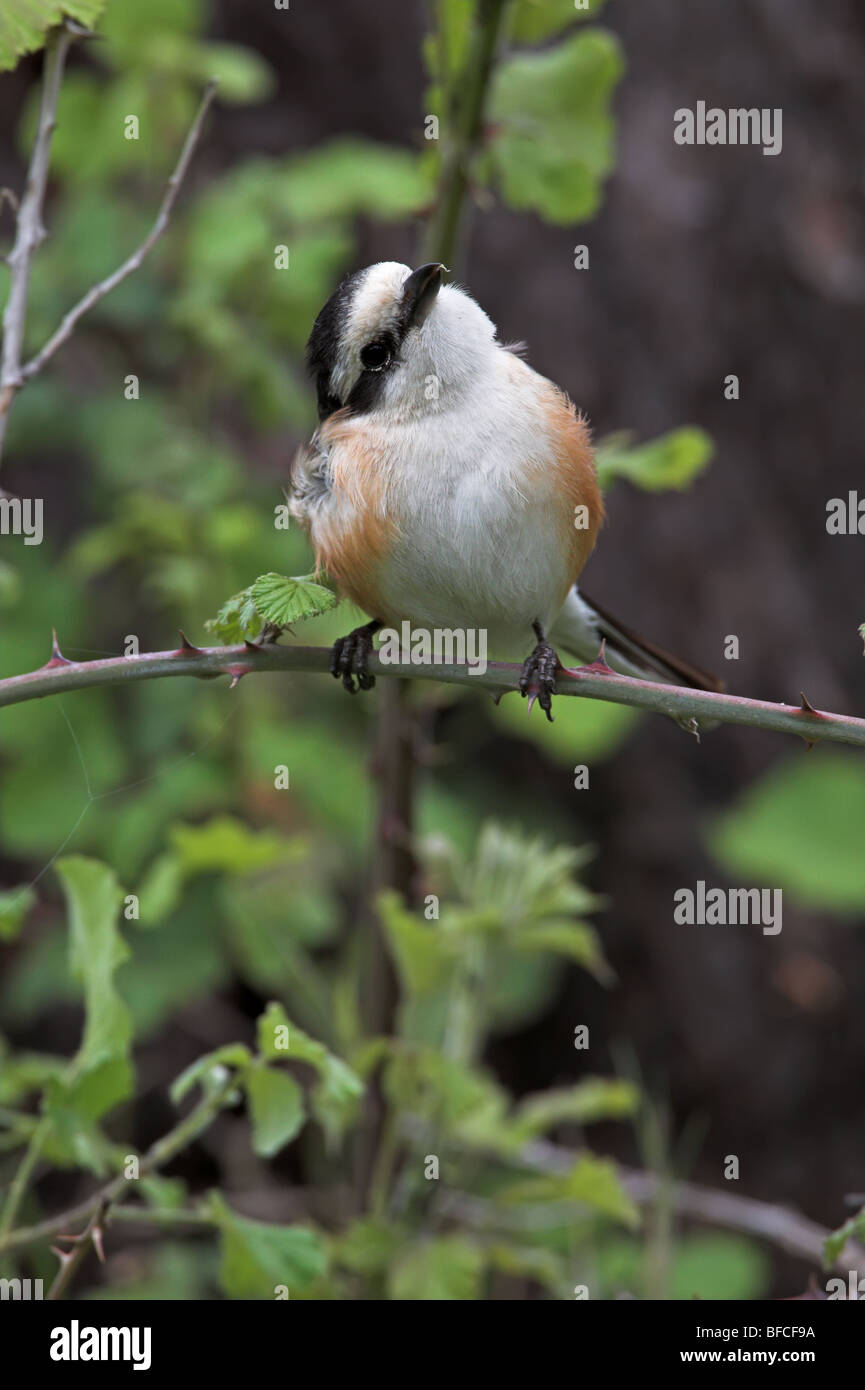 Masked Shrike Lanius nubicus Stock Photo - Alamy