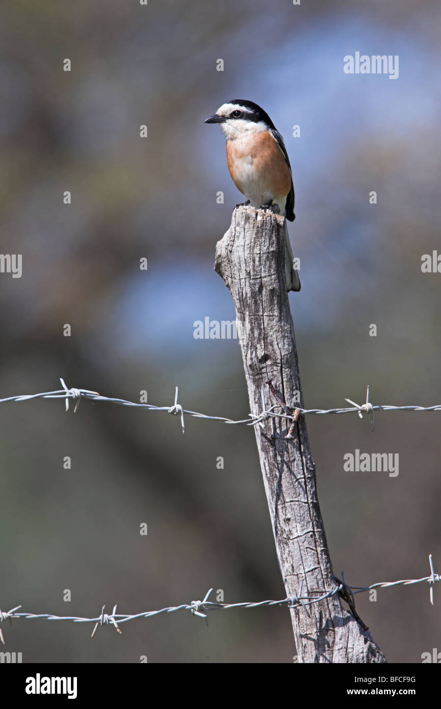 Masked Shrike Lanius nubicus Stock Photo - Alamy