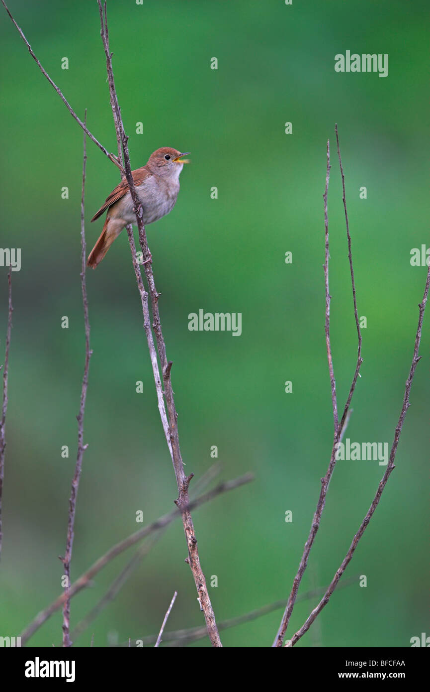 Singing nightingale hi-res stock photography and images - Alamy