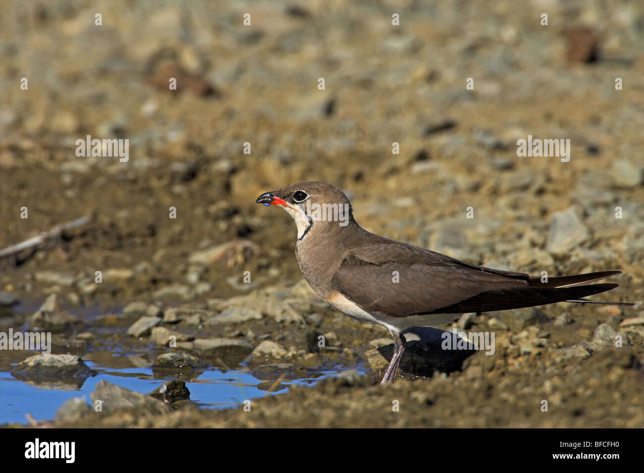 Collared Pratincole Glareola pratincola Stock Photo - Alamy