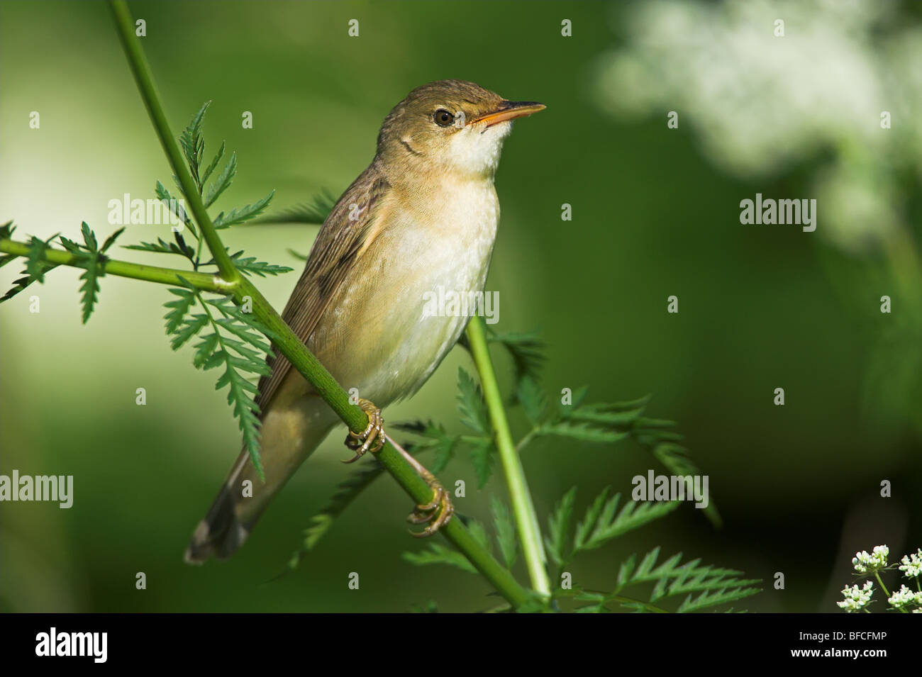 Marsh Warbler Acrocephalus palustris Stock Photo - Alamy