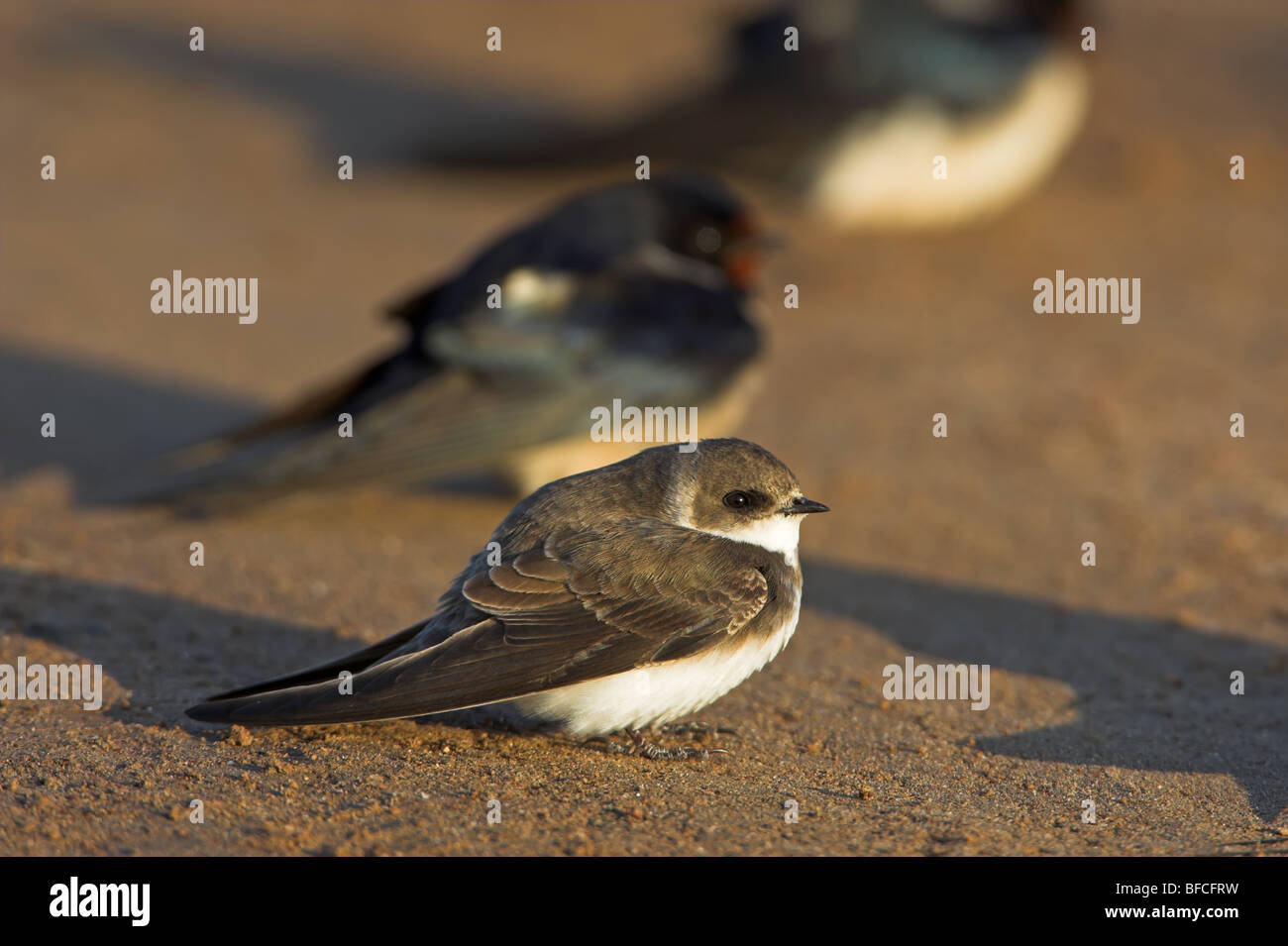 Sand Martin Riparia riparia Stock Photo - Alamy