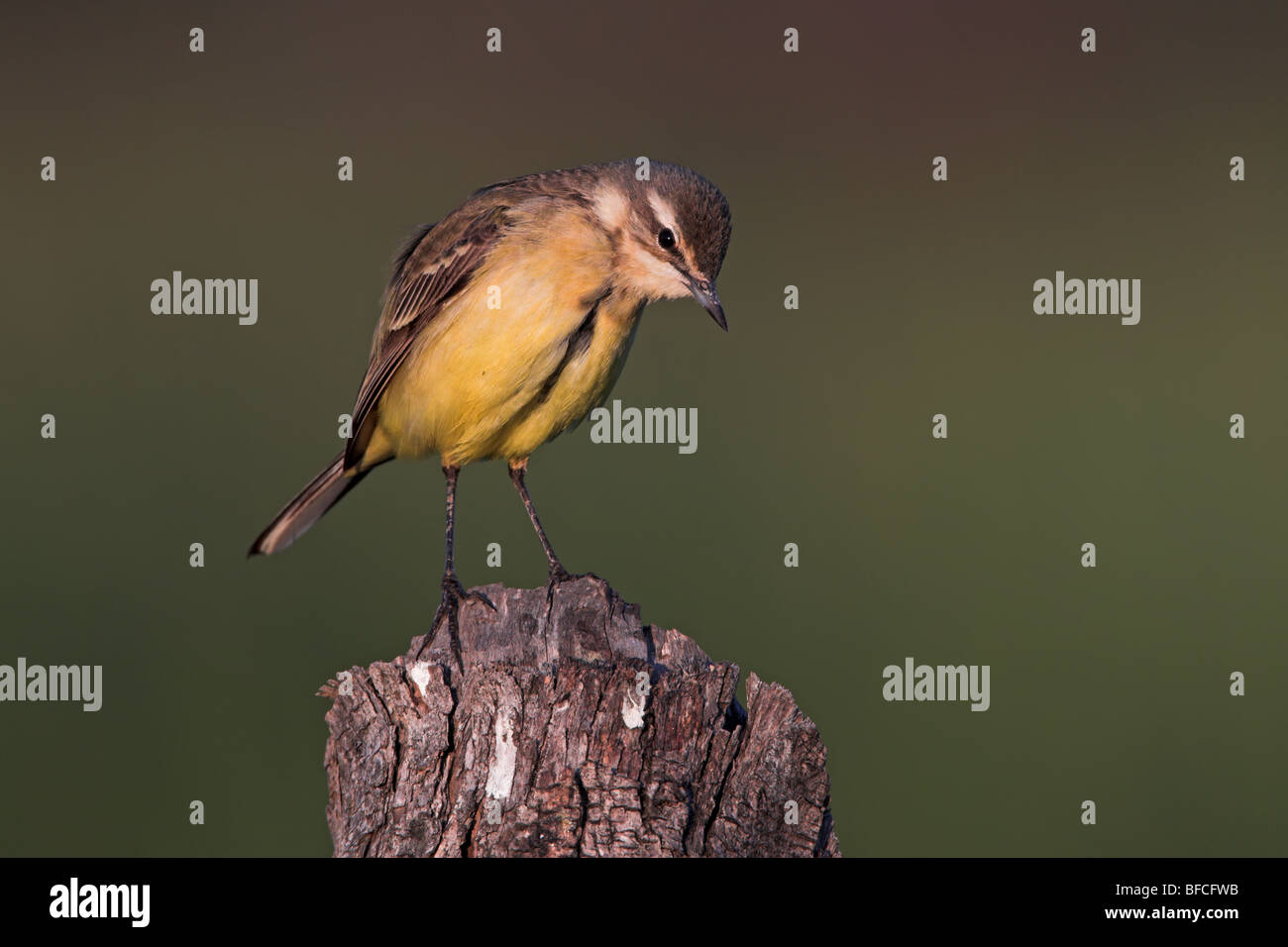Yellow Wagtail Motacilla flava flava Stock Photo - Alamy