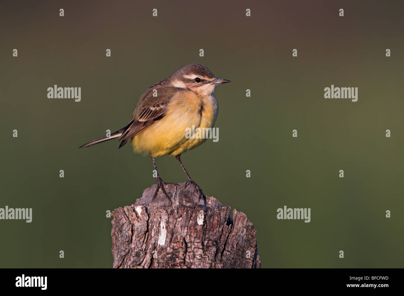 Yellow Wagtail Motacilla flava flava Stock Photo - Alamy