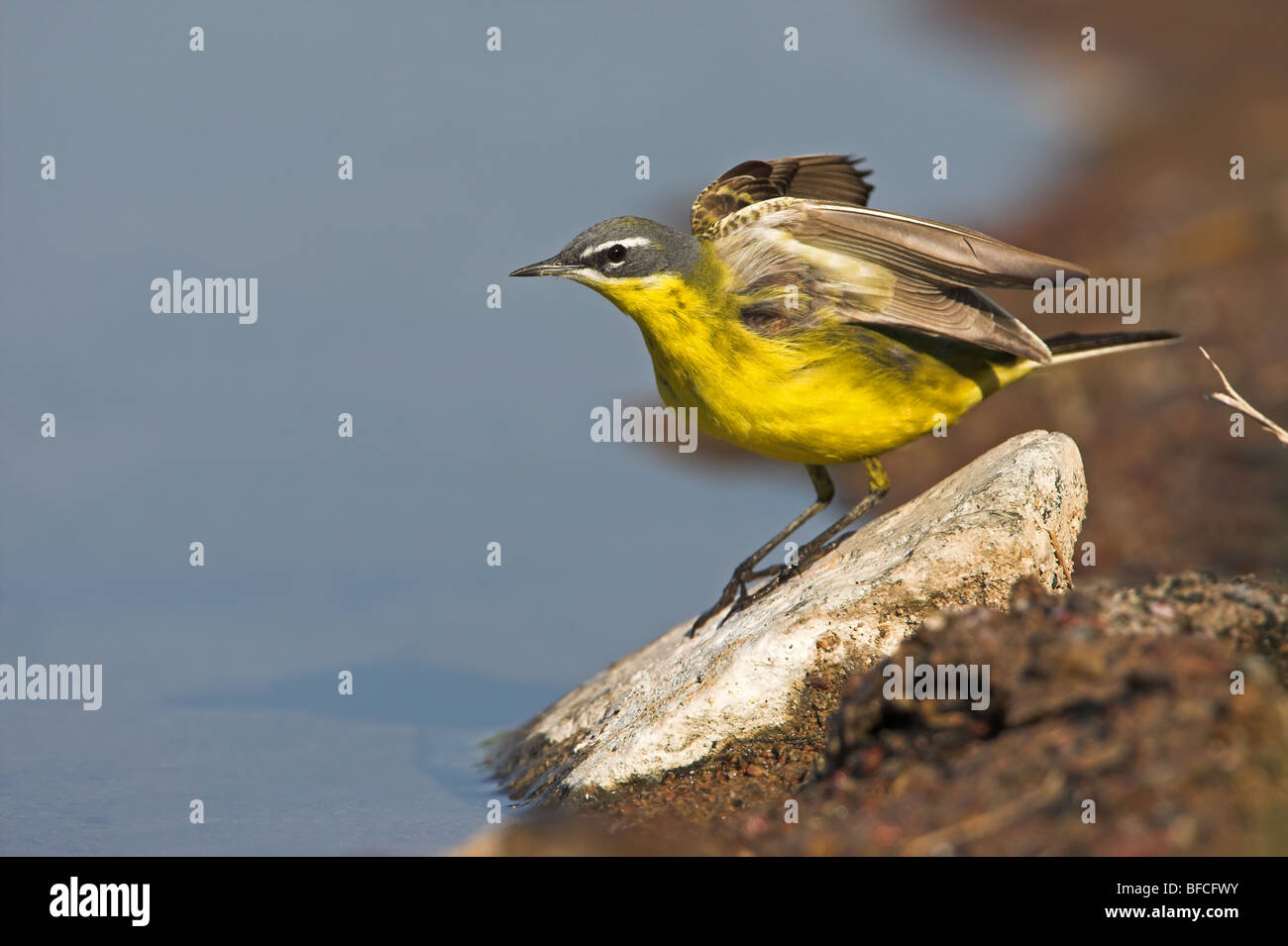 Yellow Wagtail Motacilla flava flava Stock Photo - Alamy