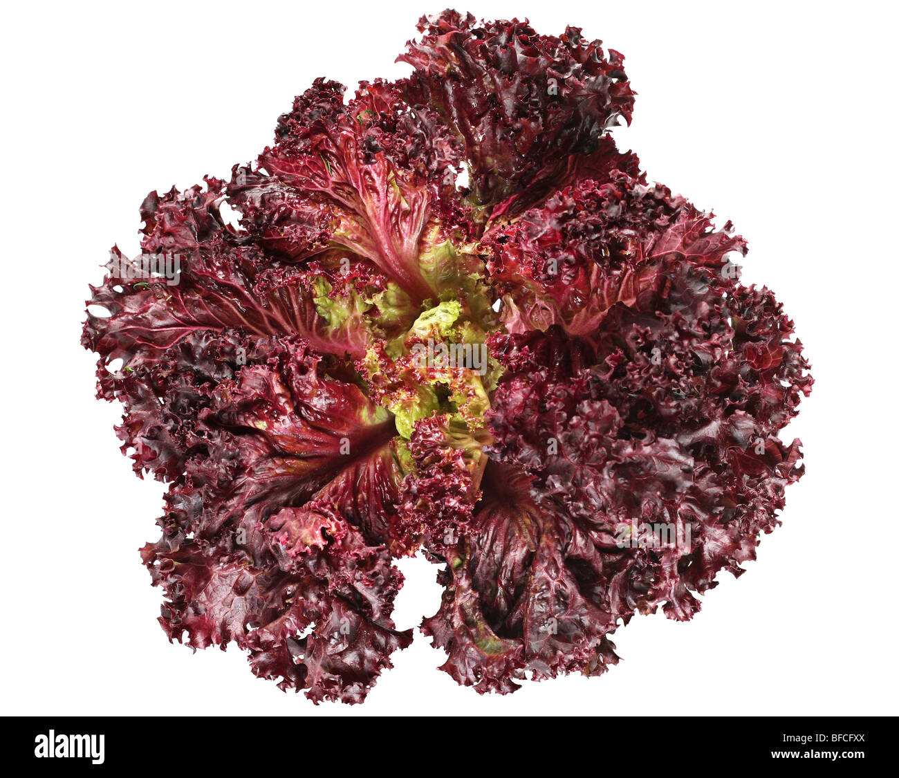 Violet lettuce leaf closeup view on white background Stock Photo - Alamy