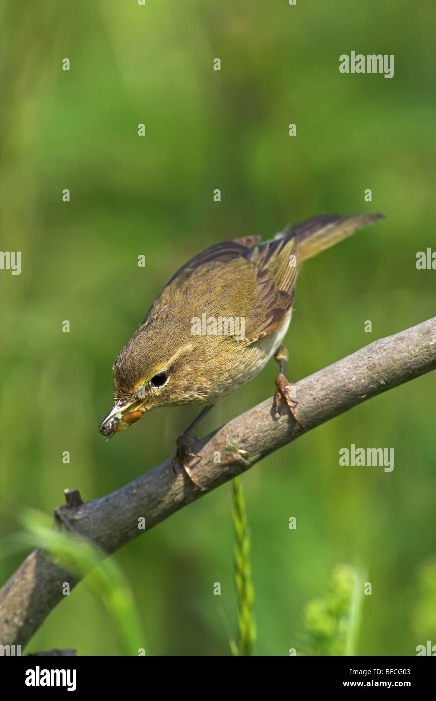 Chiffchaff Phylloscopus collybita Stock Photo - Alamy