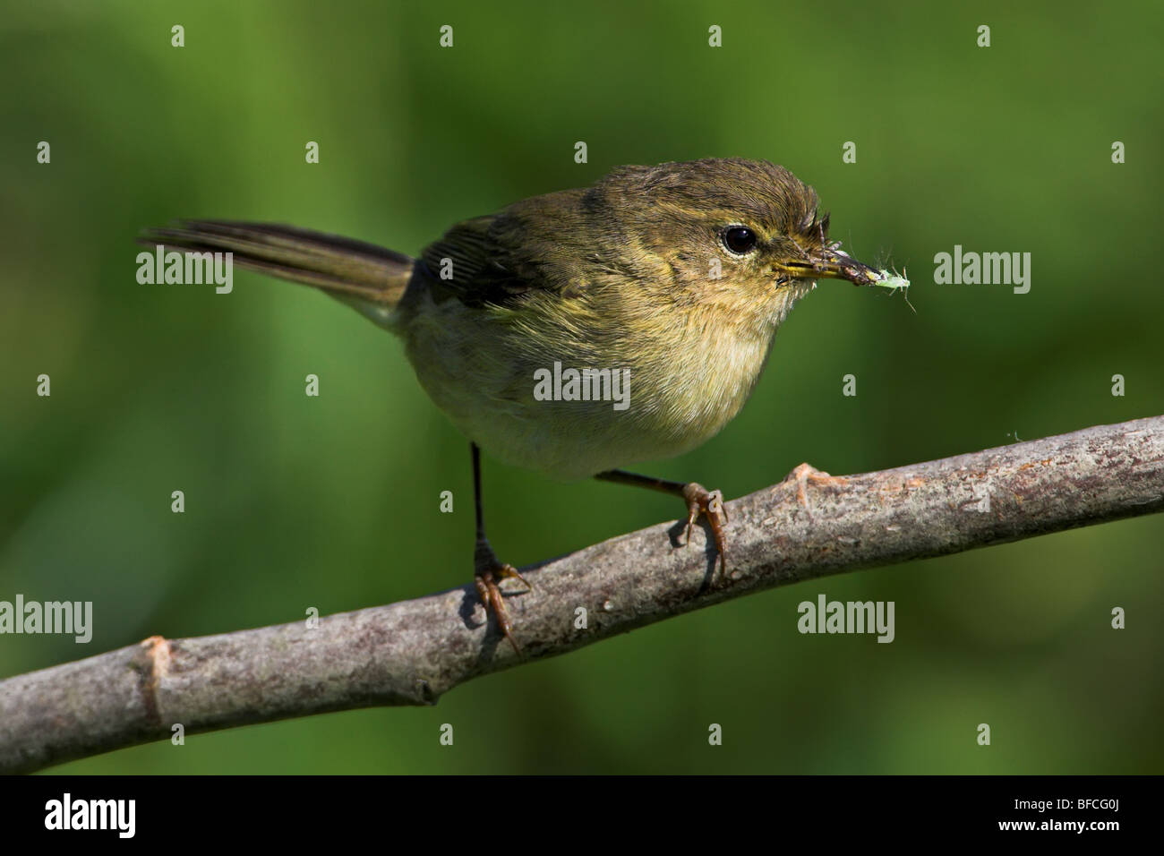 Chiffchaff Phylloscopus collybita Stock Photo - Alamy