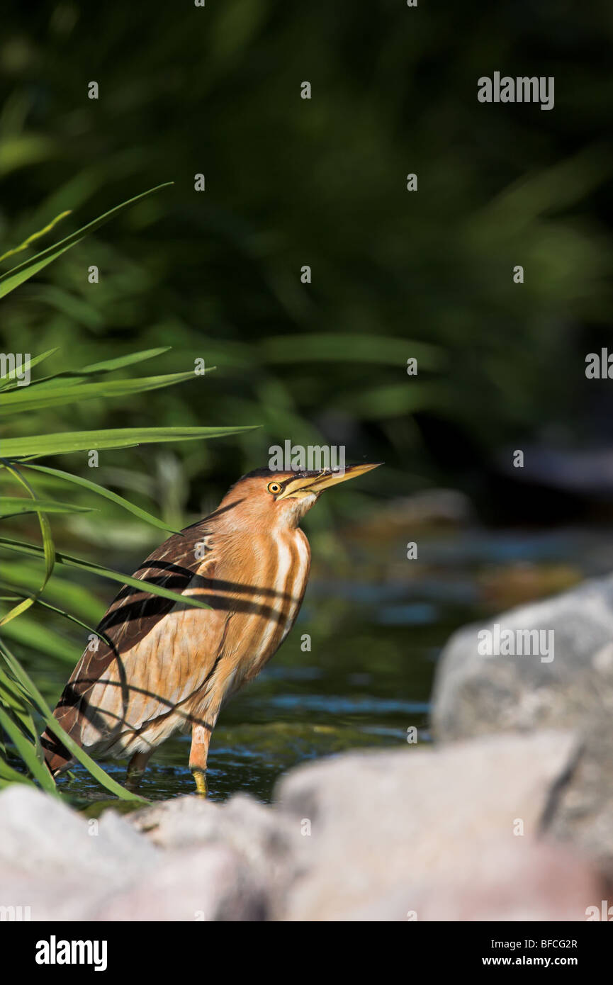 Little Bittern Ixobrychus minutus Stock Photo - Alamy