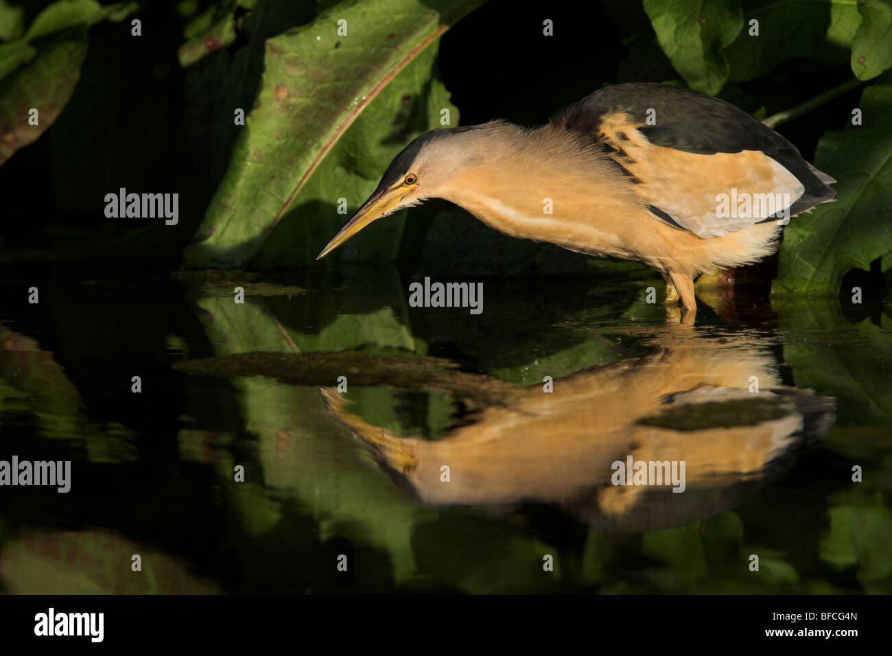 Little Bittern Ixobrychus minutus Stock Photo - Alamy