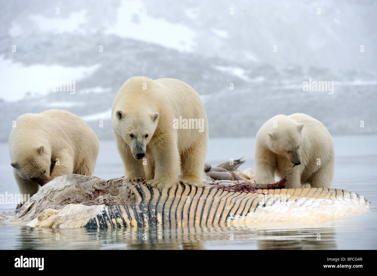 Polar bears ursus hi-res stock photography and images - Alamy