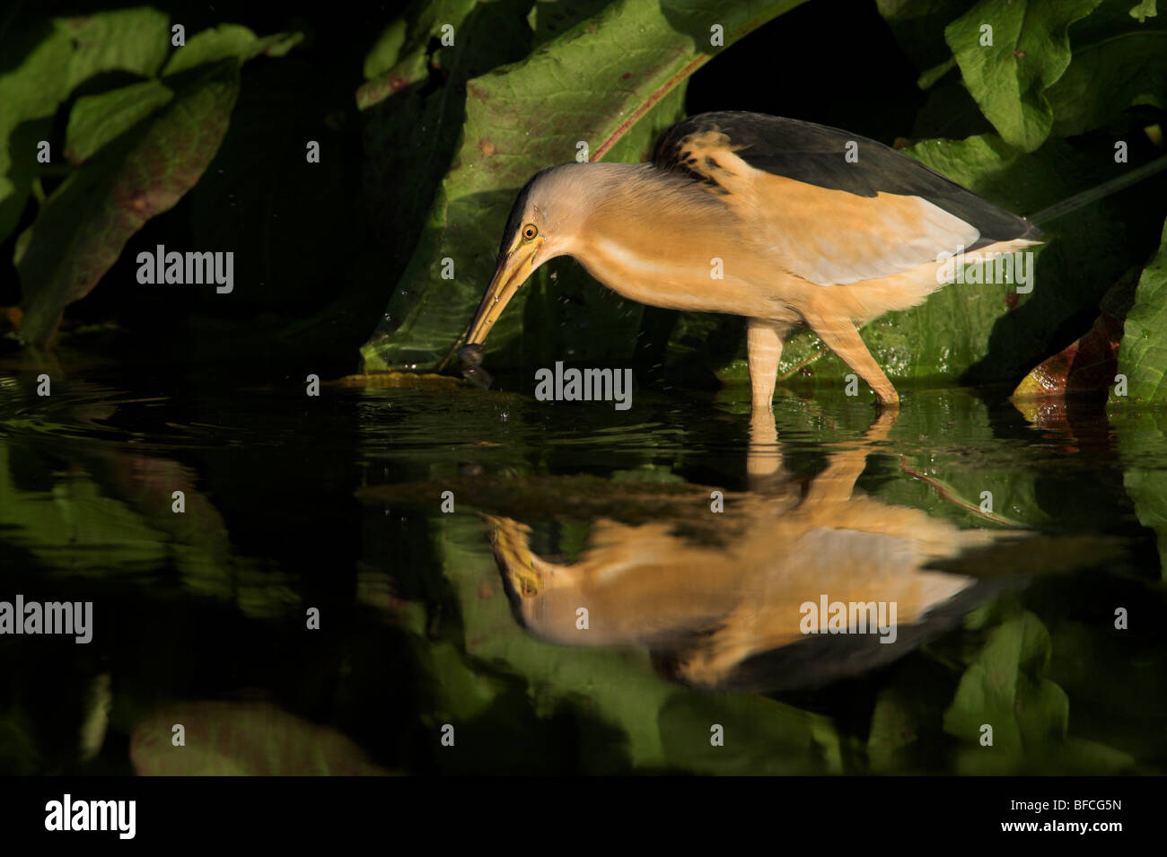 Little Bittern Ixobrychus minutus Stock Photo - Alamy