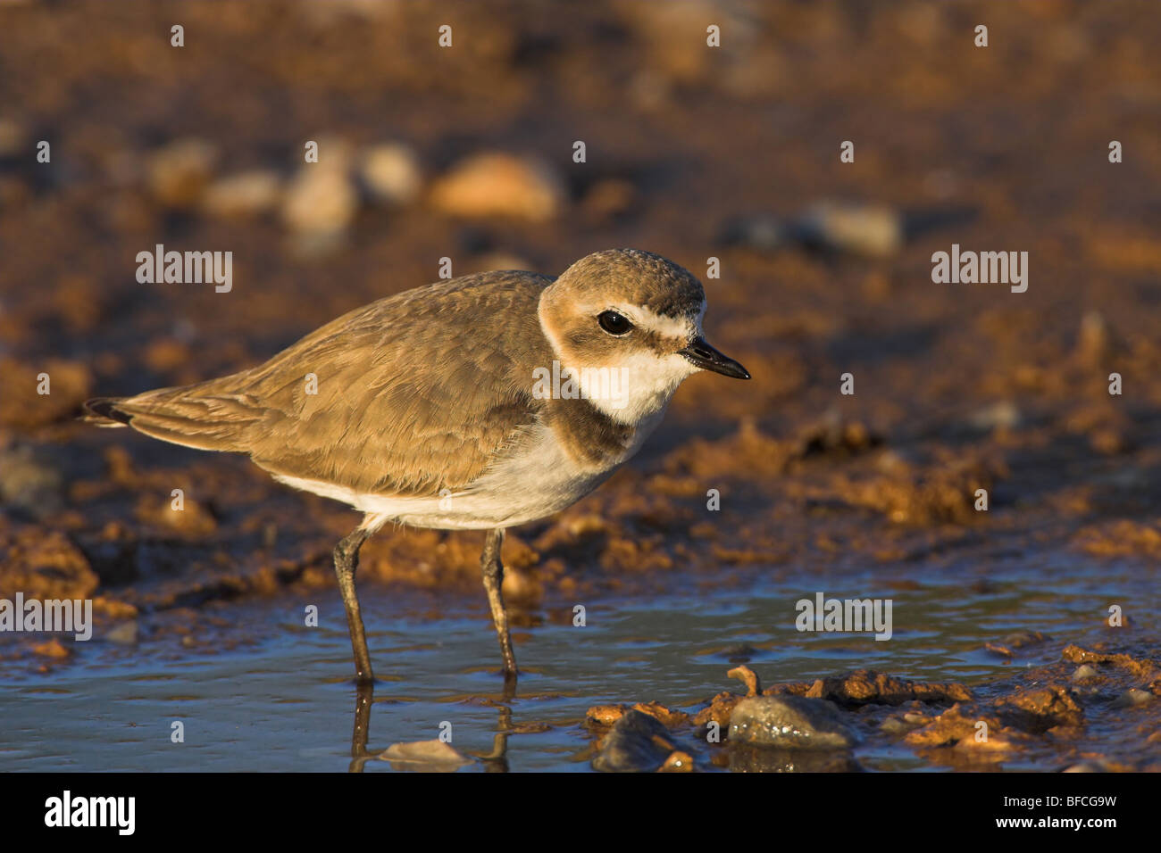 Kentish Plover Charadrius alexandrinus Stock Photo - Alamy