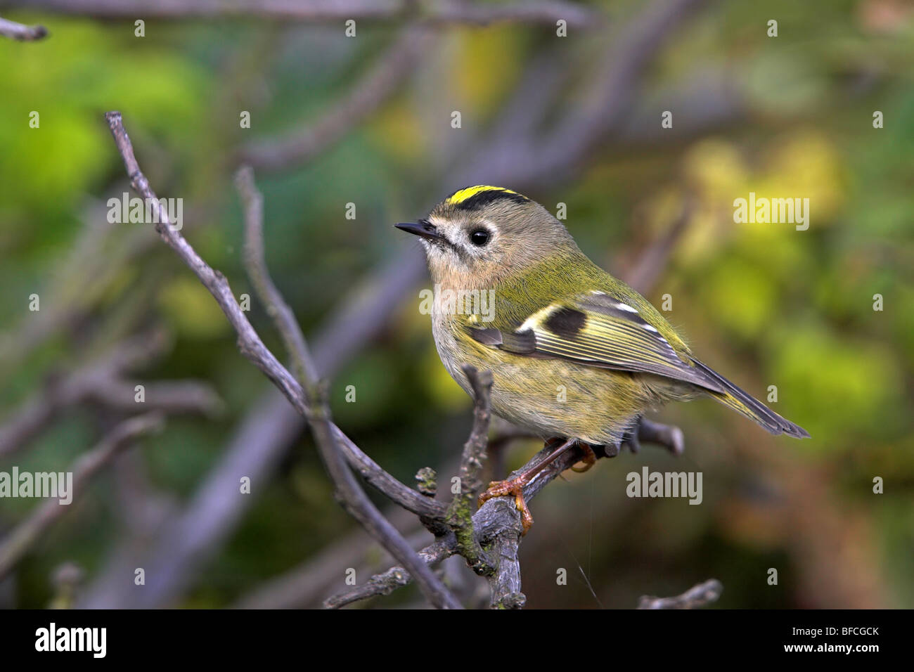 Goldcrest Regulus regulus Stock Photo - Alamy