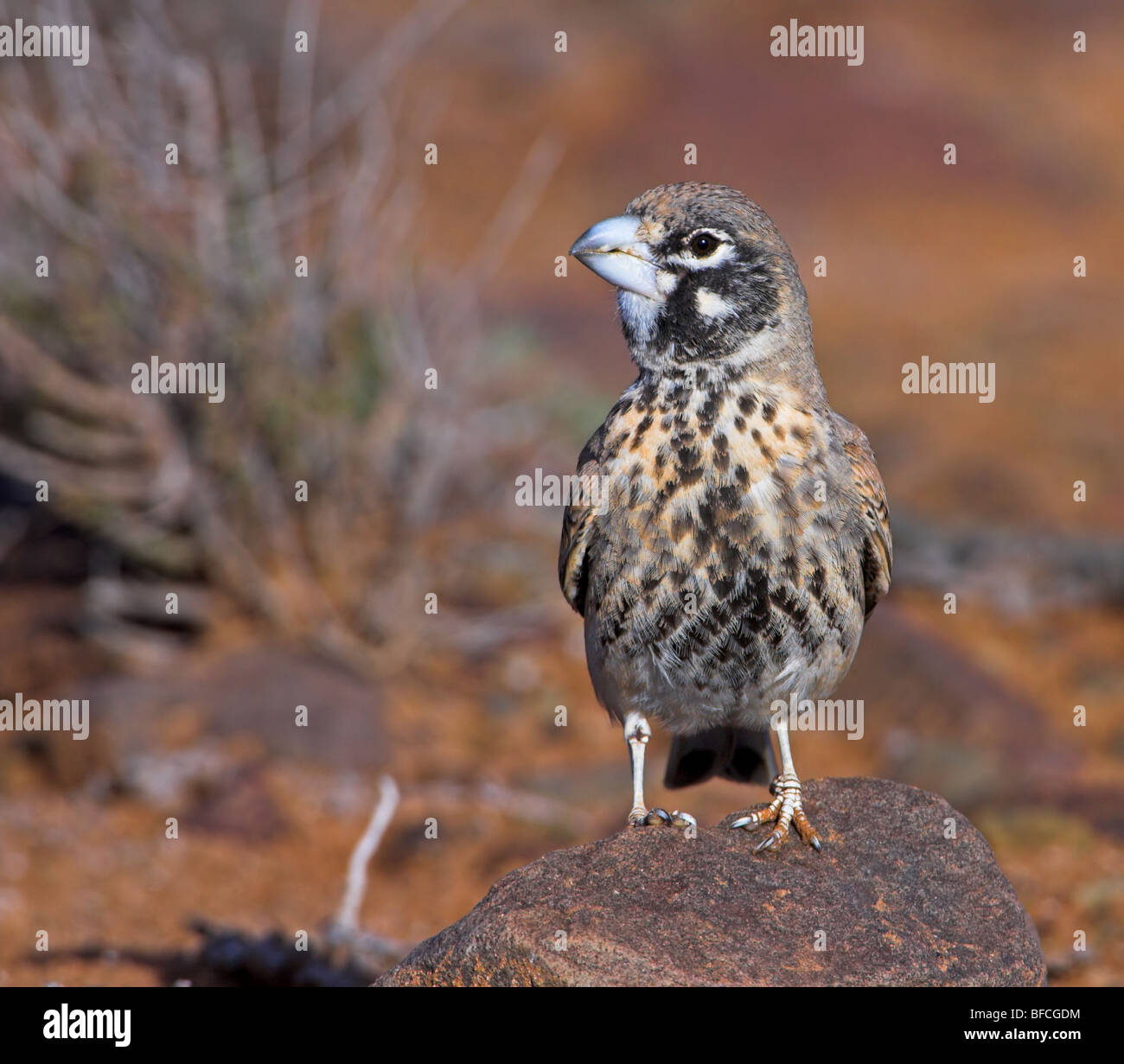 Thick billed lark hi-res stock photography and images - Alamy
