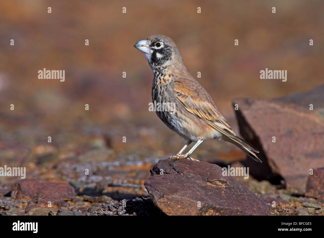 Thick billed lark hi-res stock photography and images - Alamy