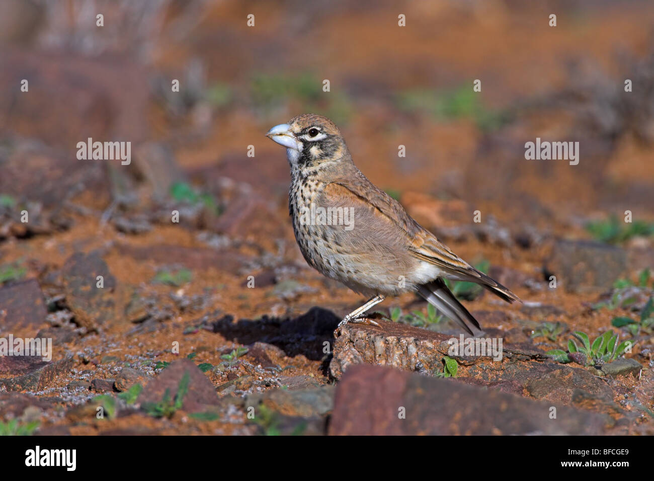 Thick billed lark hi-res stock photography and images - Alamy