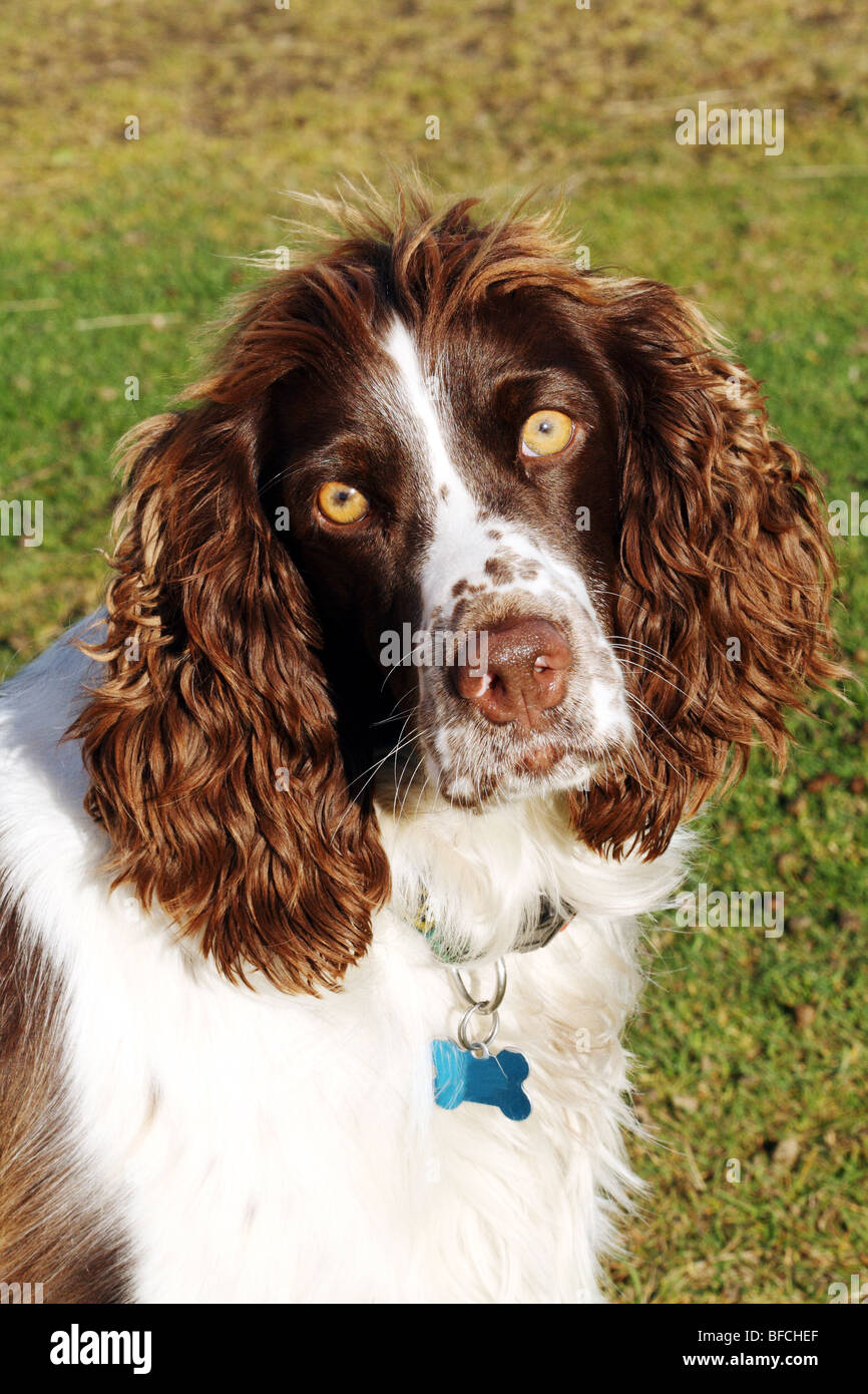 Dog Springer Spaniel Stock Photo - Alamy