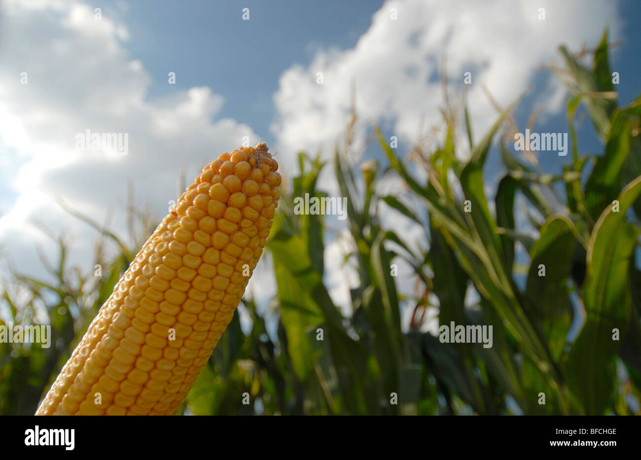 Maize acre hi-res stock photography and images - Alamy