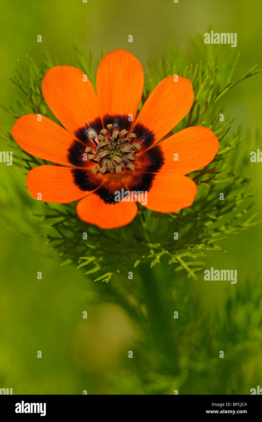 Adonis and europe hi-res stock photography and images - Alamy