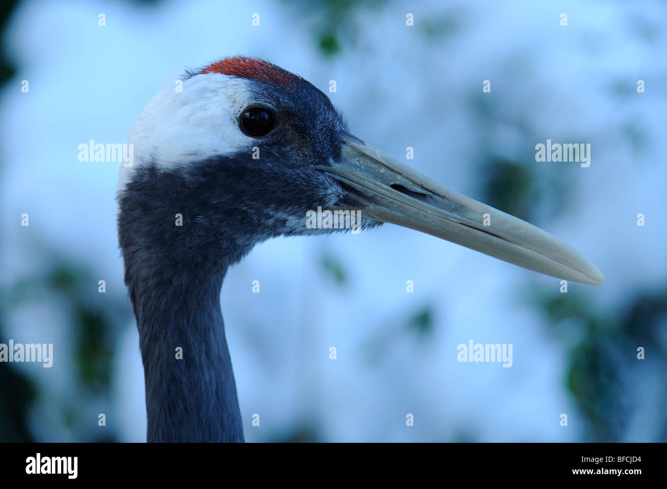 Crane heads hi-res stock photography and images - Alamy