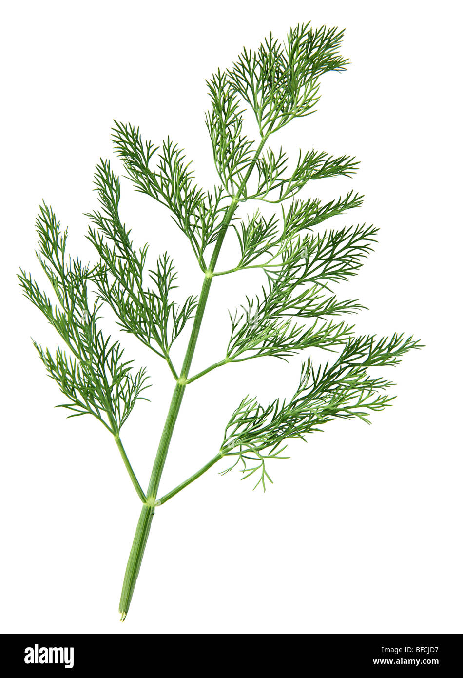 Dill green leaf closeup on white background Stock Photo - Alamy