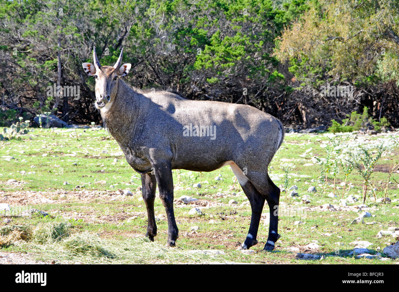 Nilgai (Boselaphus tragocamelus Stock Photo - Alamy