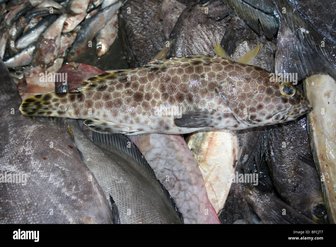 Honeycomb Grouper Epinephelus merra For Sale At Kivukoni Fish Market ...