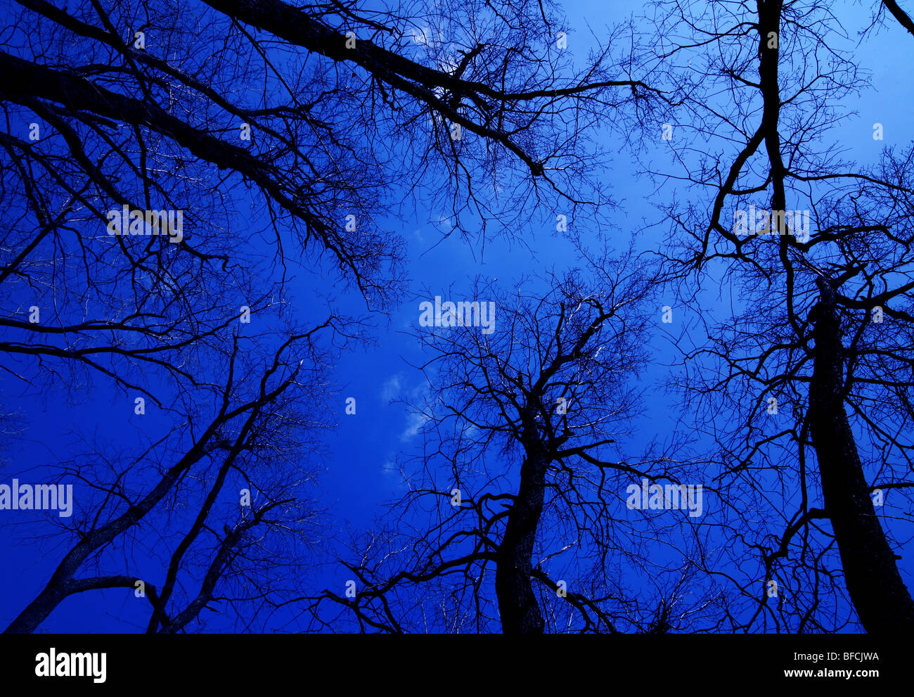 Tree branch silhouette hi-res stock photography and images - Alamy