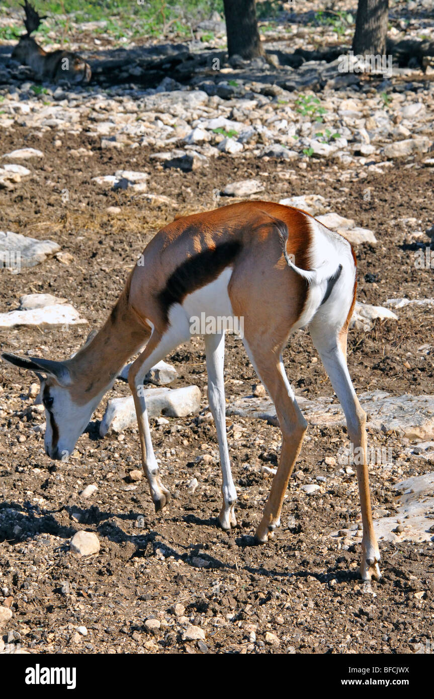 Springbok (Antidorcas marsupialis Stock Photo - Alamy