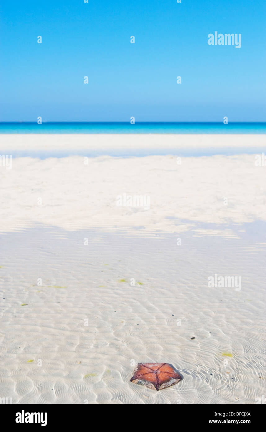 Starfish on White Sands beach Boracay; The Visayas; Philippines Stock ...