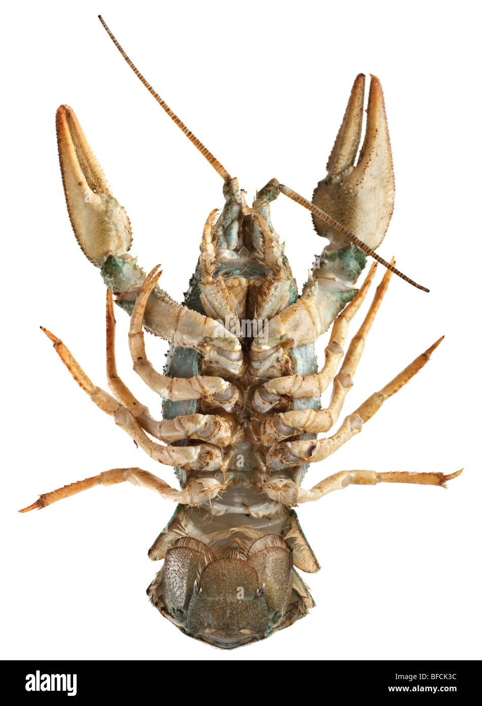 River raw crayfish closeup on white background Stock Photo - Alamy