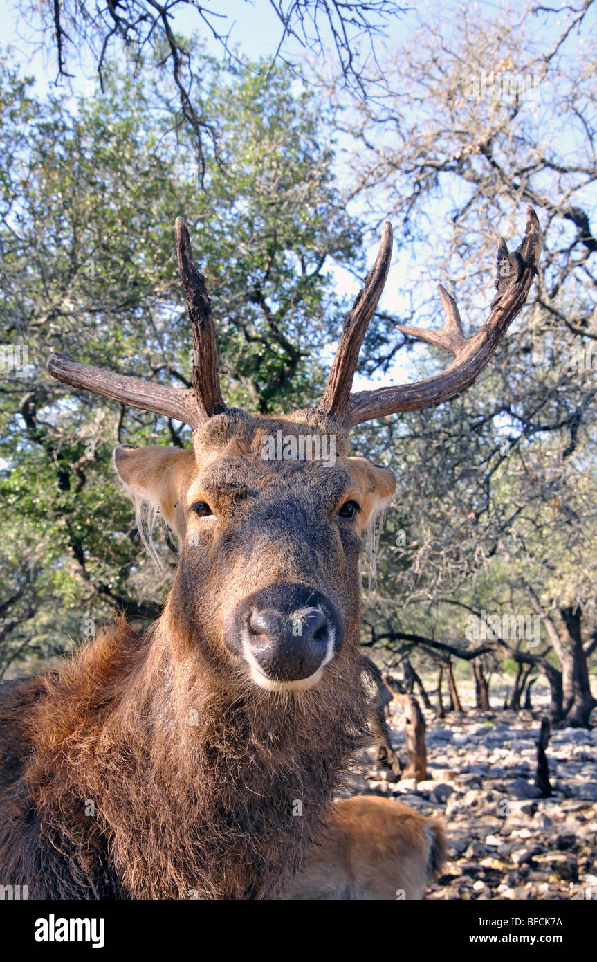 Cervus canadensis hi-res stock photography and images - Alamy