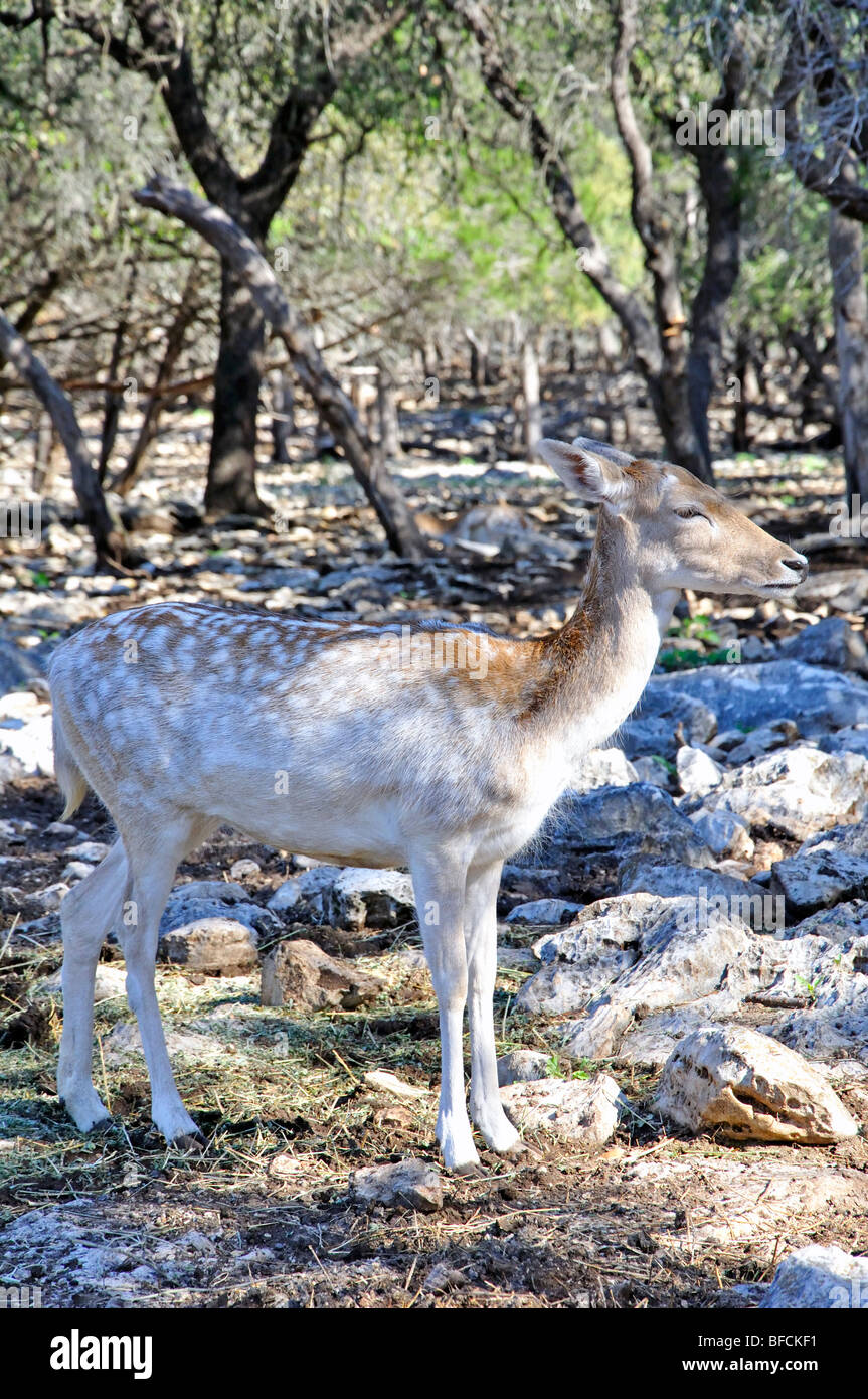 Formosan sika deer (Cervus nippon Stock Photo - Alamy