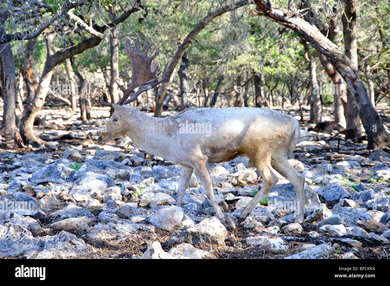 Fallow Deer (Dama dama Stock Photo - Alamy