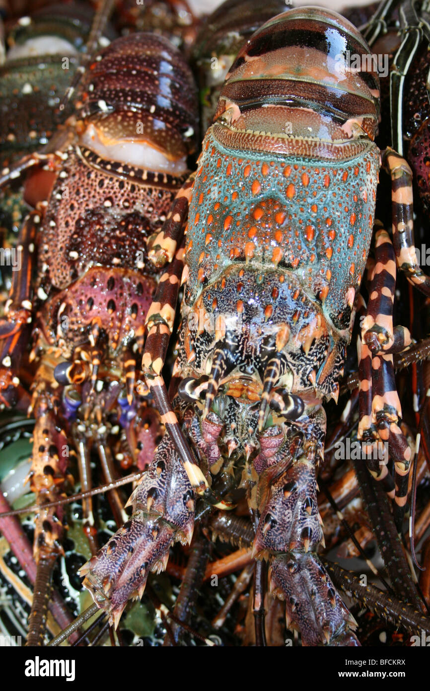 Ornate Spiny Crawfish Panulirus ornatus For Sale At Kivukoni Fish ...