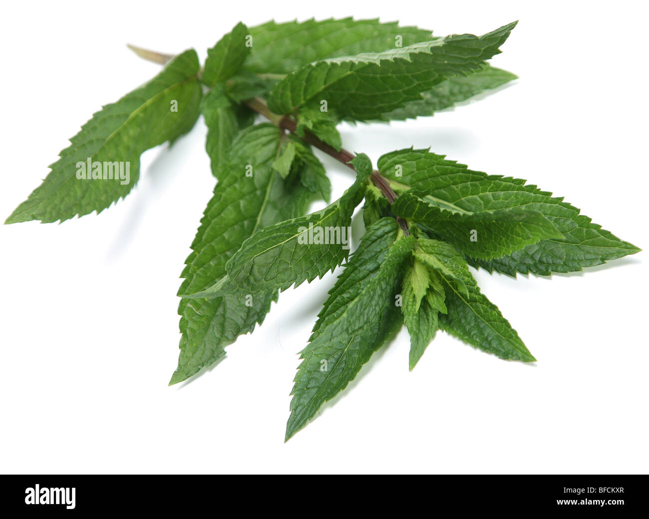 Branch of peppermint hi-res stock photography and images - Alamy