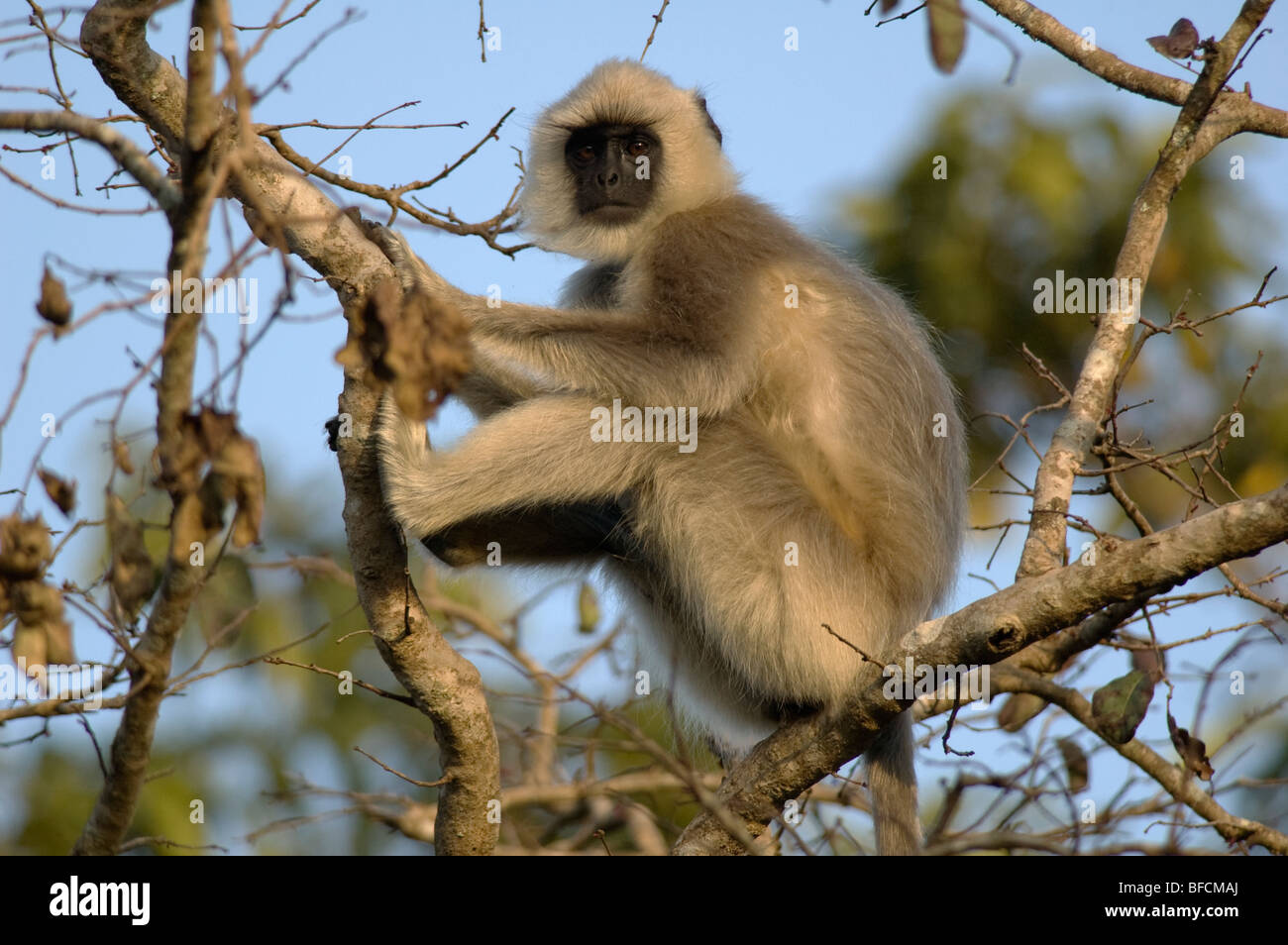 Ape god hanuman hi-res stock photography and images - Alamy