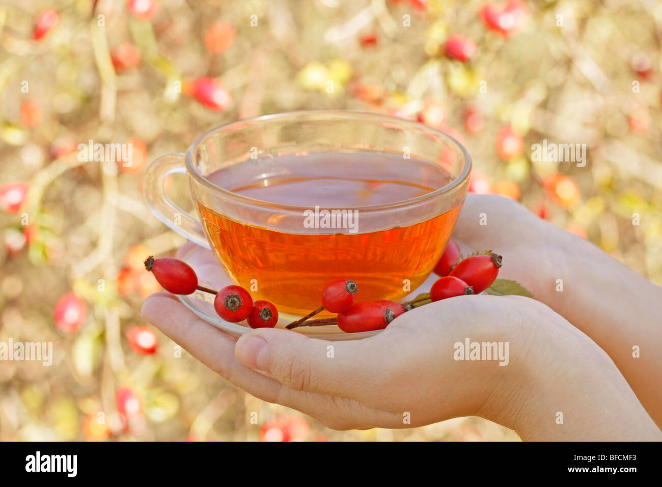 Rose hips infusion Rosa canina Stock Photo - Alamy