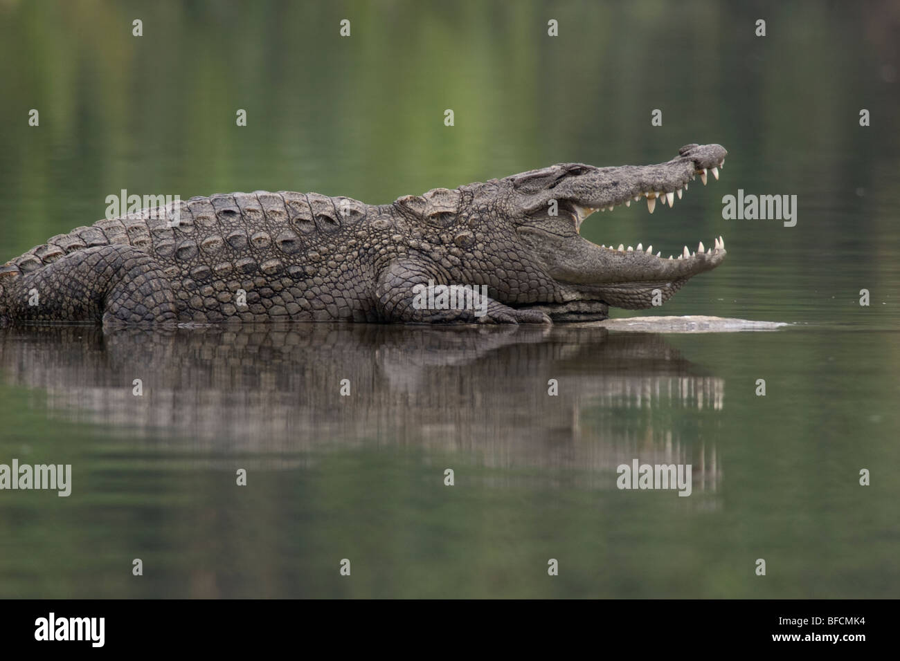 The Jaws Of Death Crocodile mugger alligator with open jaws at ...