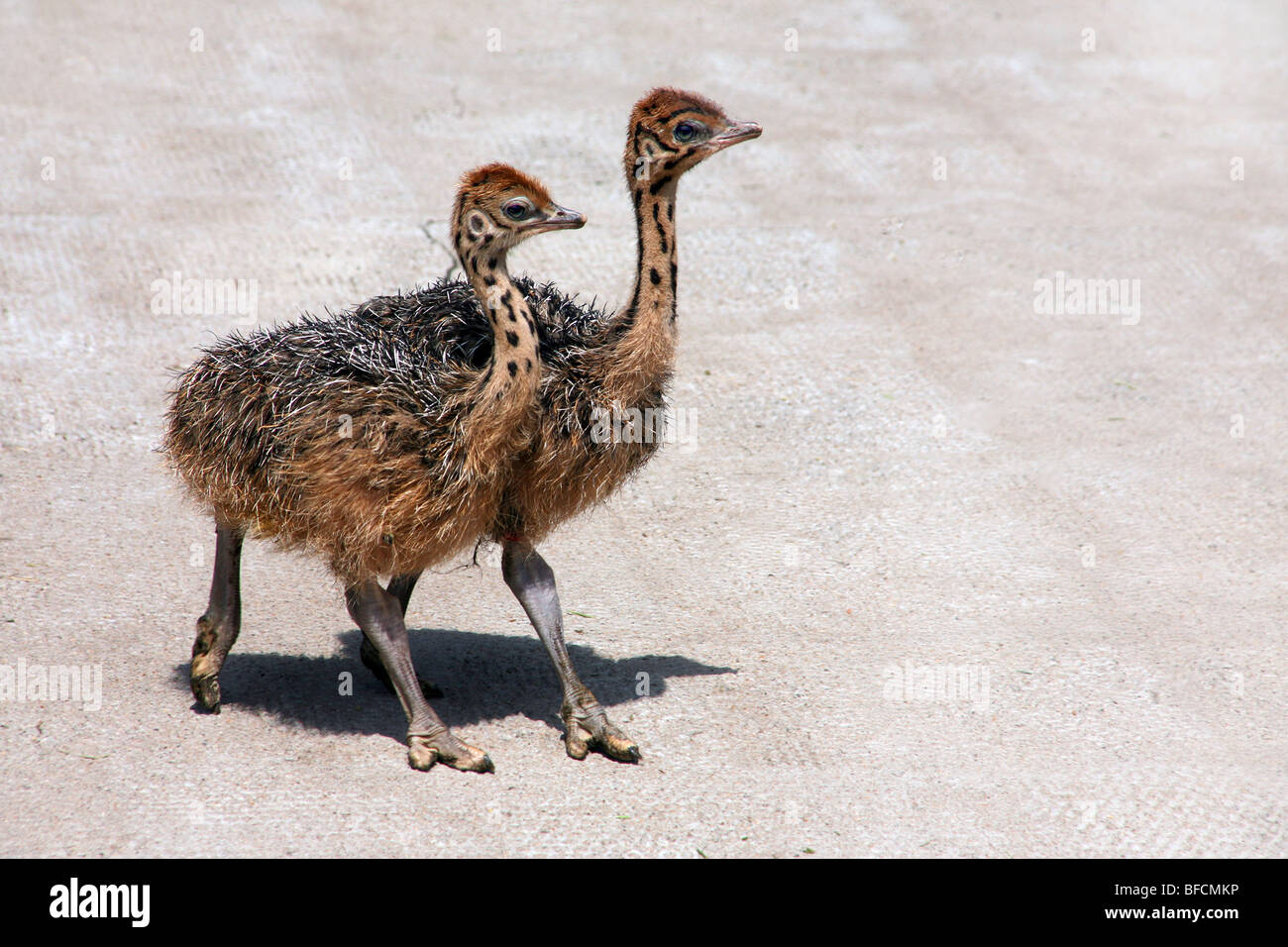 Two young ostrich bird running Stock Photo - Alamy