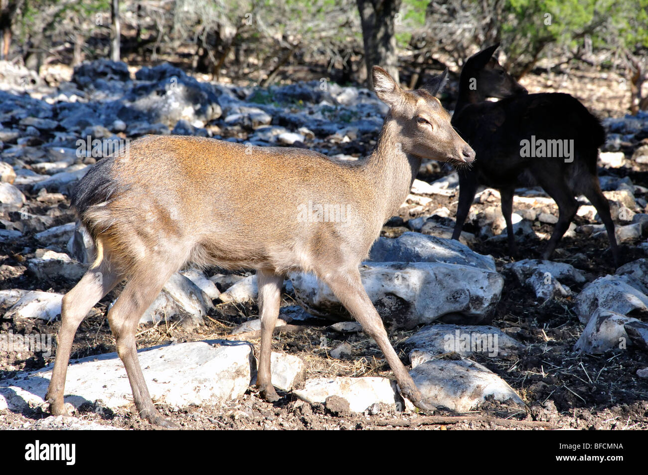 Kerama Sika Deer aka Japanese Sika (Cervus nippon keramae Stock Photo ...
