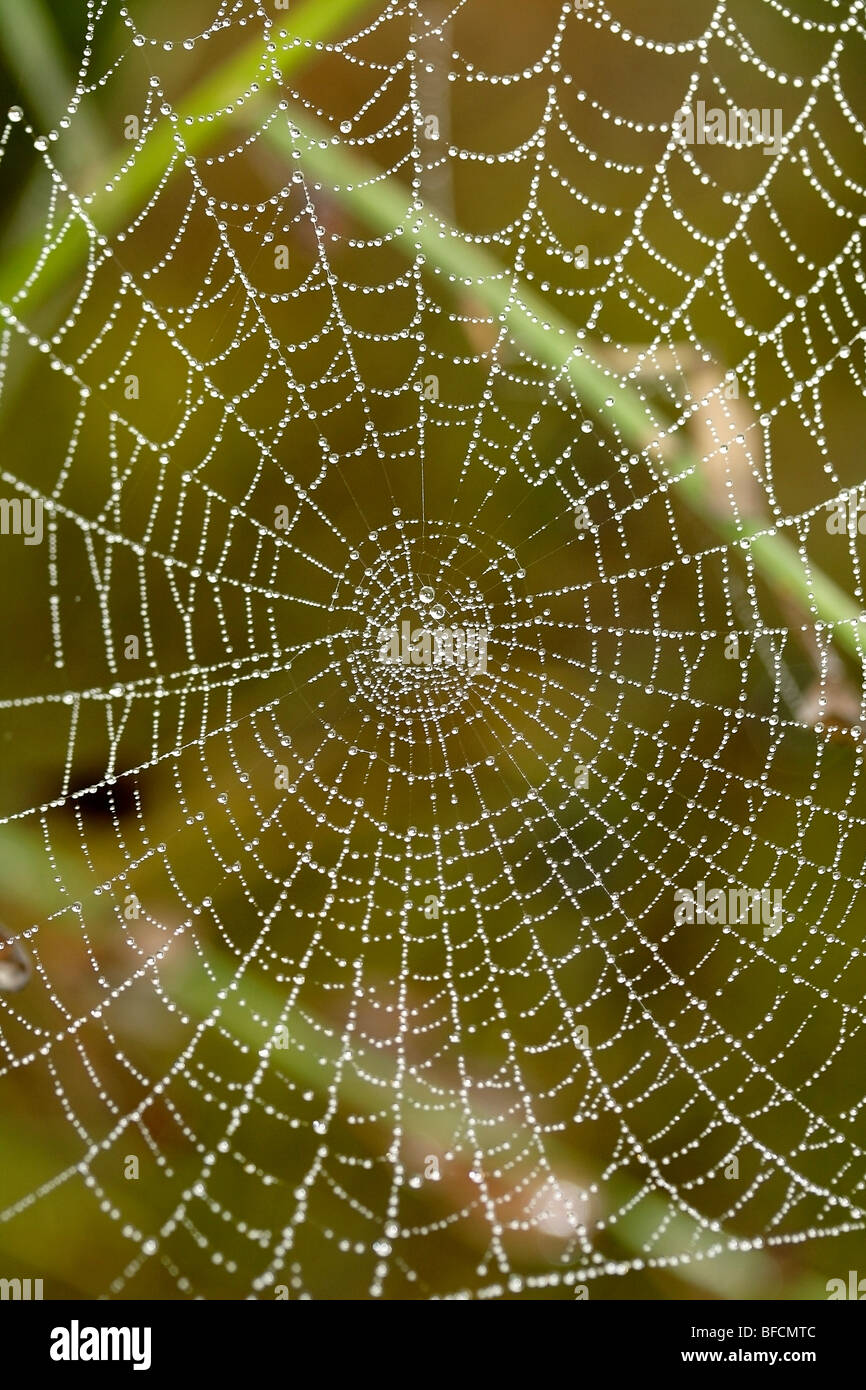 Gossamer cobweb hi-res stock photography and images - Alamy
