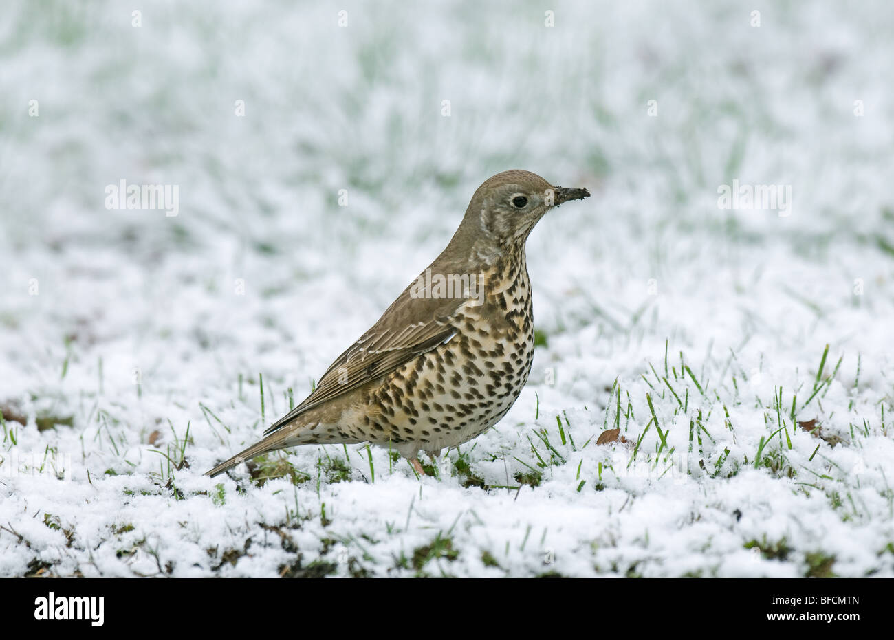Mistle Thrush in snow Stock Photo - Alamy