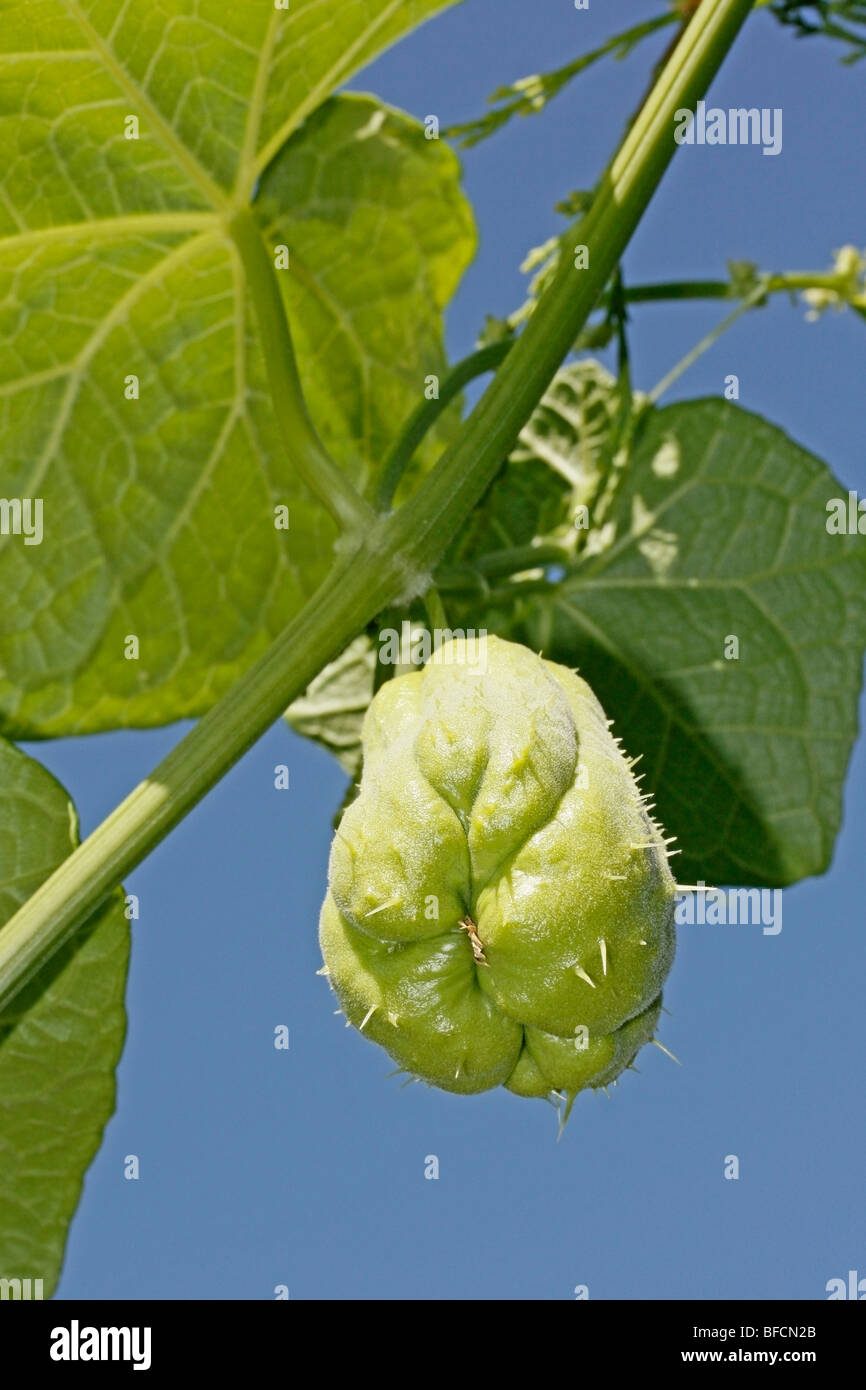 Chayote leaf hi-res stock photography and images - Alamy
