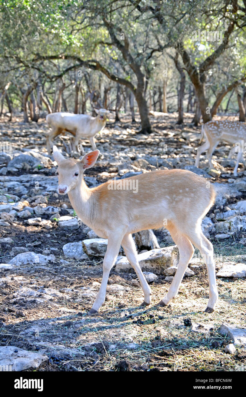 Formosan sika deer (Cervus nippon Stock Photo - Alamy