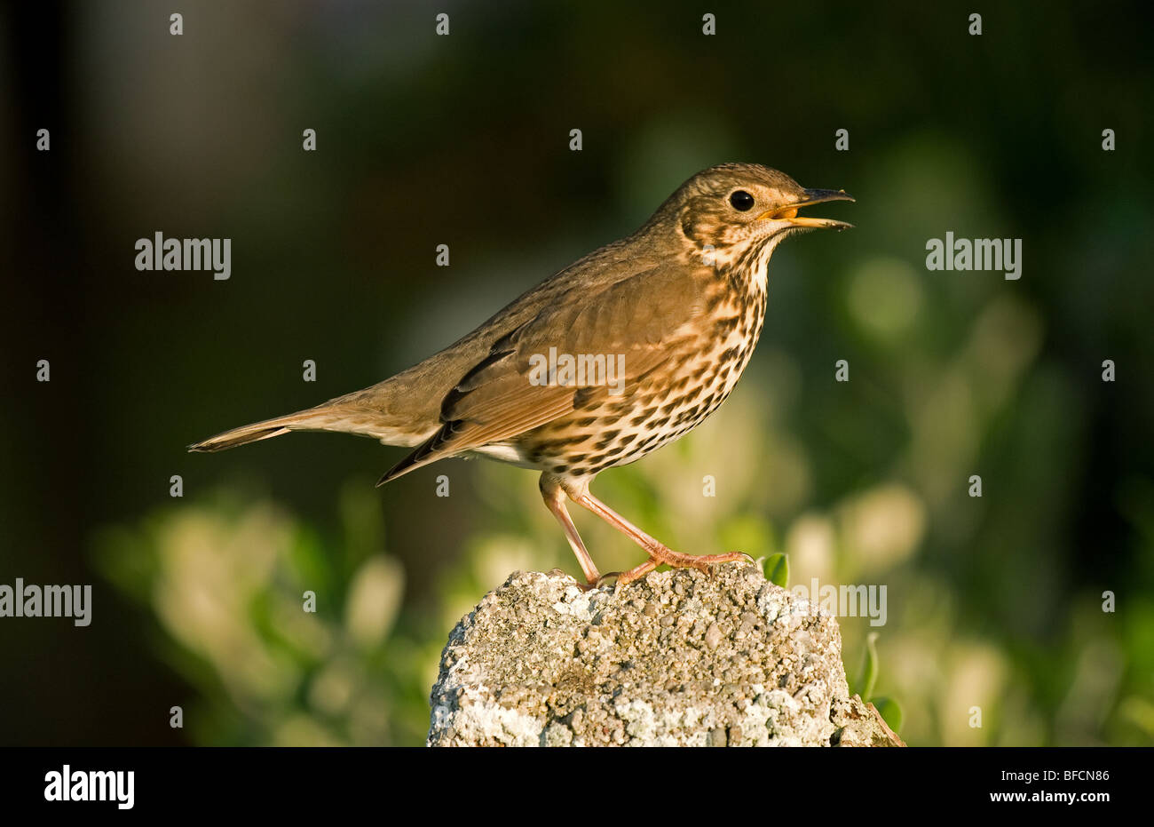 Thrush singing hi-res stock photography and images - Alamy