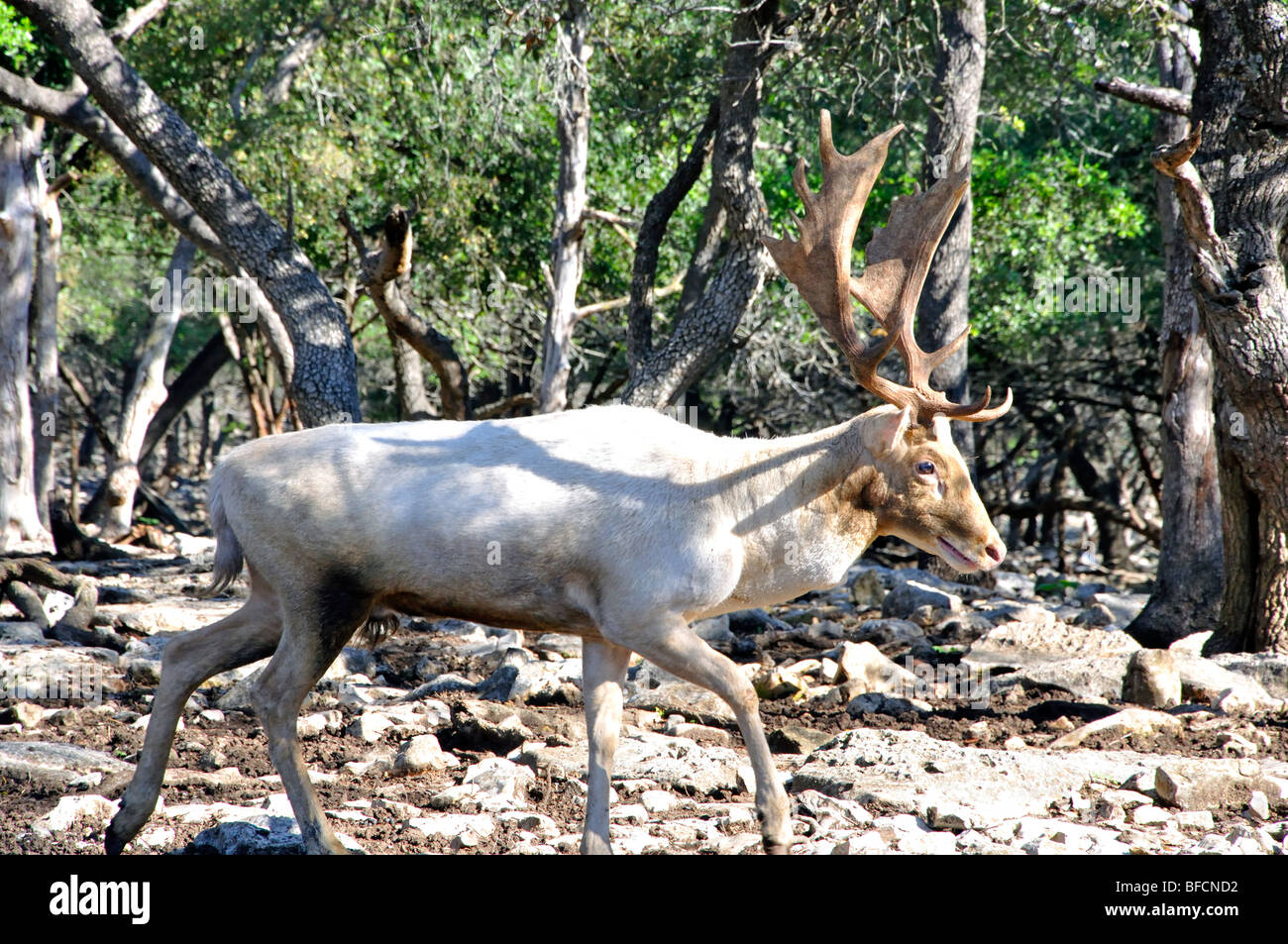Fallow Deer (Dama dama Stock Photo - Alamy