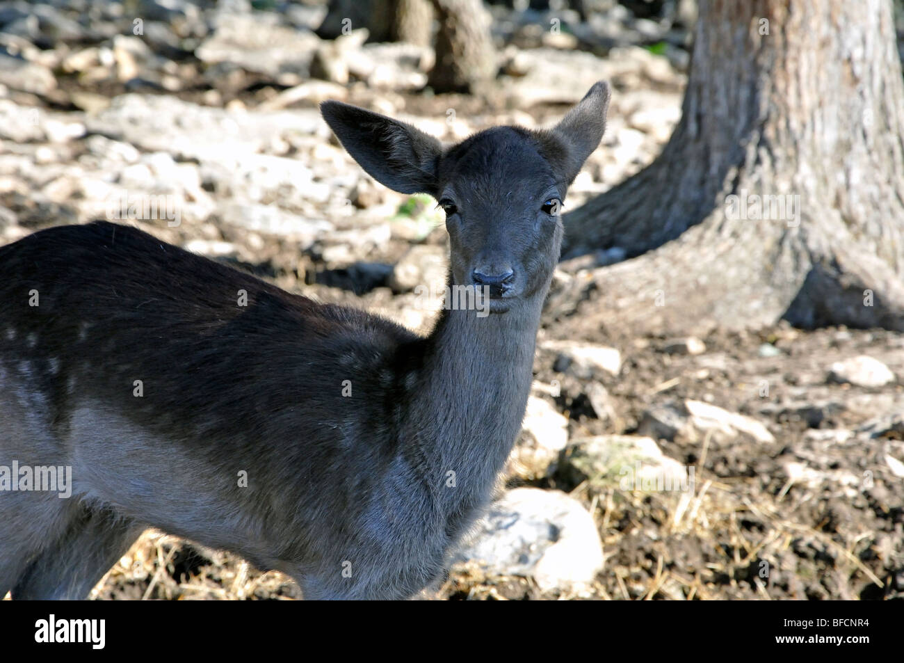 Formosan sika deer (Cervus nippon Stock Photo - Alamy